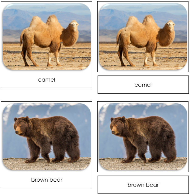 Safari Toob Cards Bundle - Montessori Print Shop
