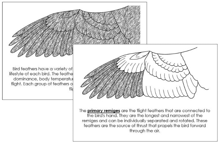 Wing Nomenclature Book - Montessori Print Shop