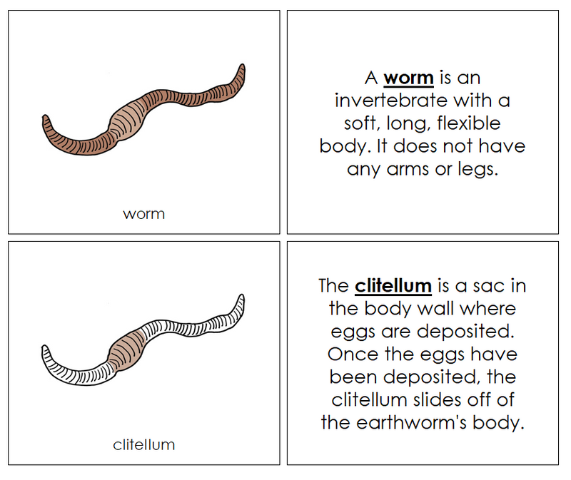 Worm Nomenclature Book - Montessori Print Shop