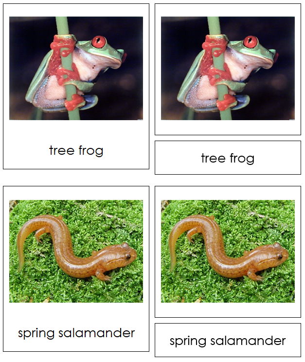 Class Amphibia (amphibians) - Montessori Print Shop