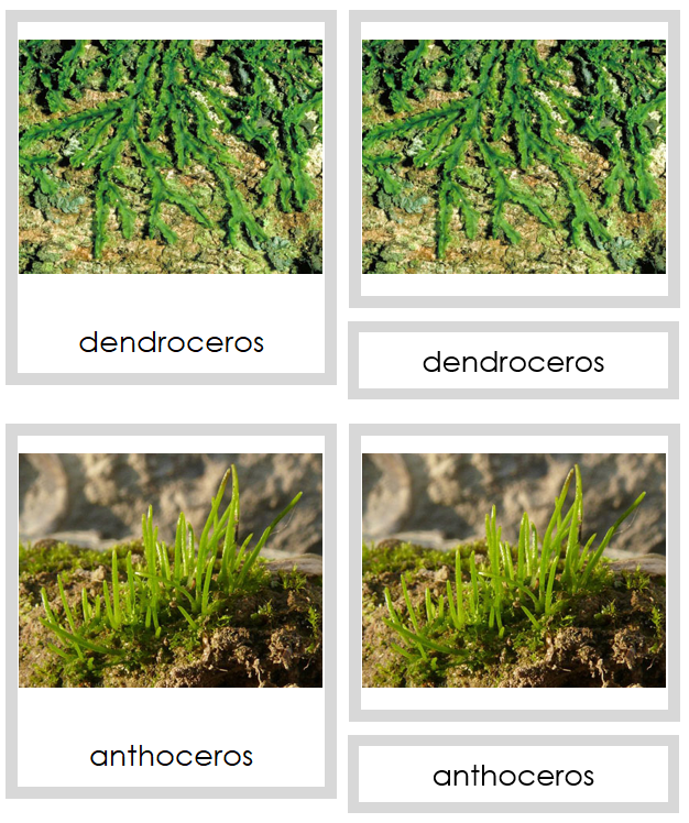 Plant Kingdom Cards (color) - Montessori Print Shop