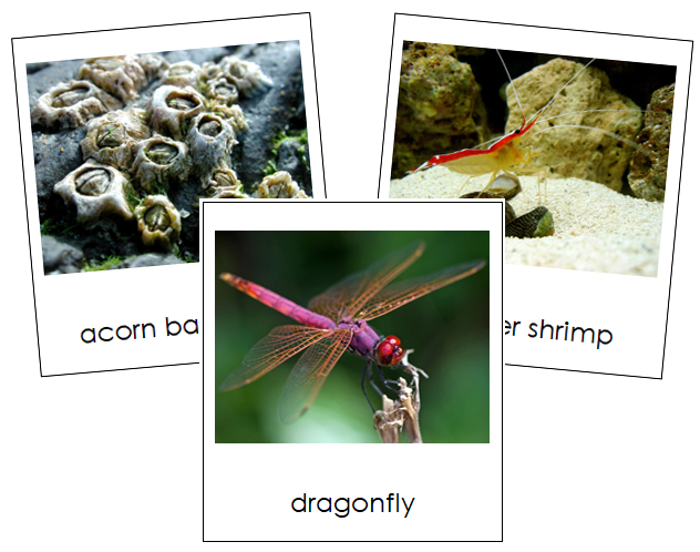 Types of Arthropoda - Montessori Print Shop