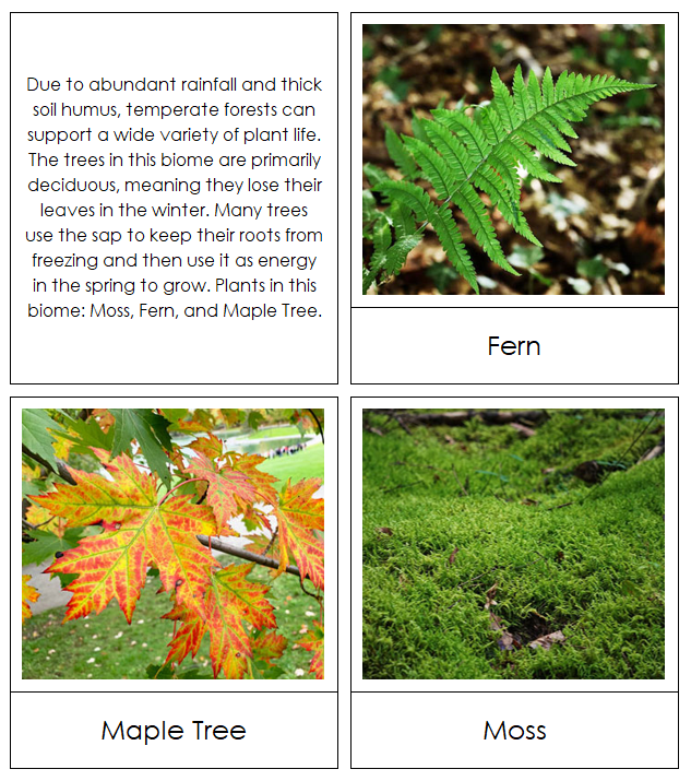 Biomes of the World - Montessori Print Shop