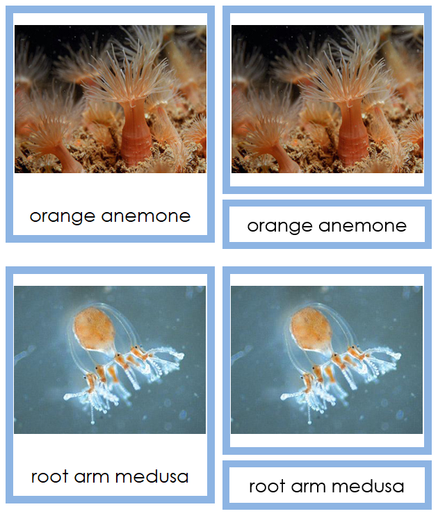 Animal Kingdom Charts & Cards - Montessori Print Shop