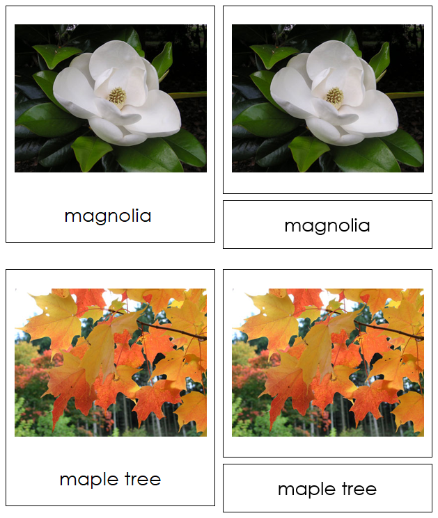 Plant Kingdom Cards - Montessori Print Shop