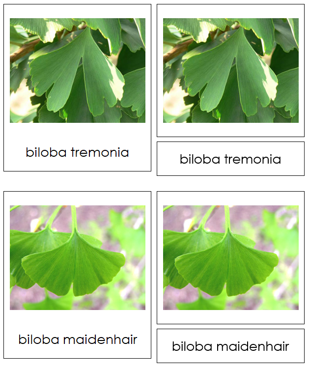 Plant Kingdom Cards - Montessori Print Shop