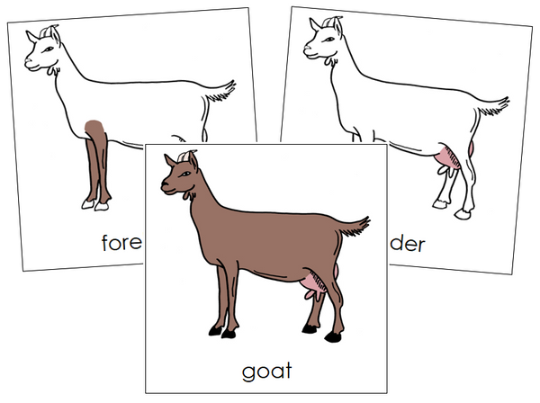Goat Nomenclature Cards - Montessori Print Shop