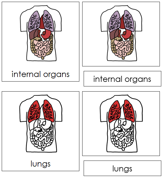 Human Internal Organs Nomenclature Cards (red) - Montessori Print Shop