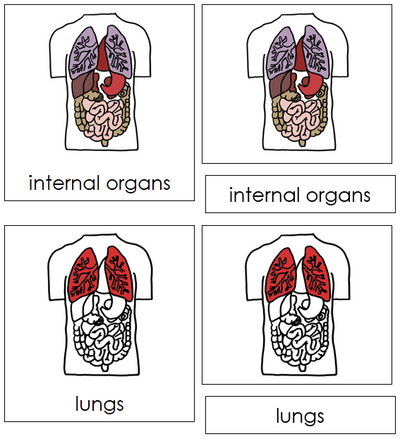 Human Internal Organs Nomenclature Cards (red) - Montessori Print Shop