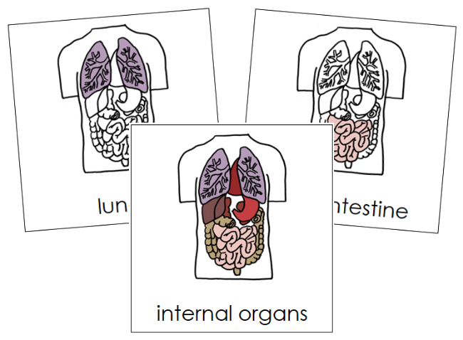 Human Internal Organs Nomenclature Cards - Montessori Print Shop