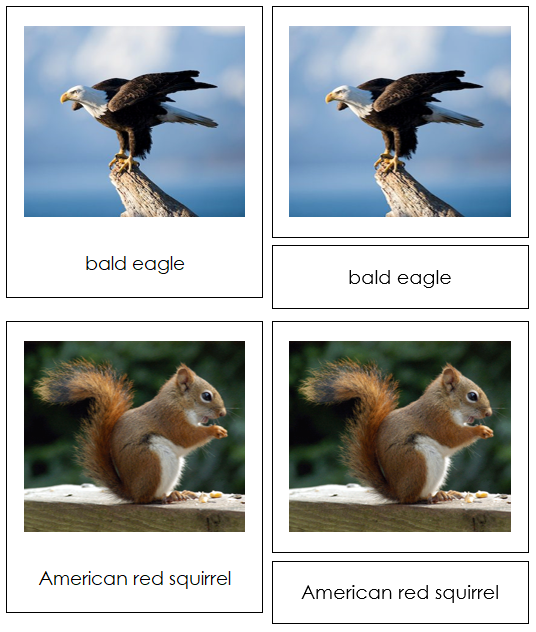 North American Animal Cards - Montessori Print Shop