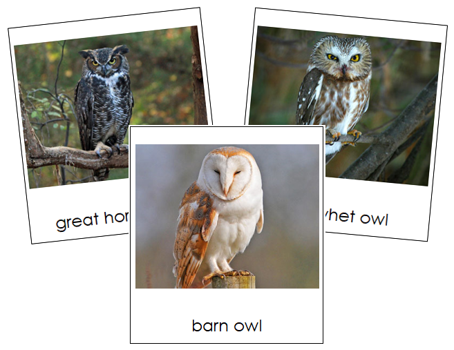 Owl Cards - Montessori Print Shop