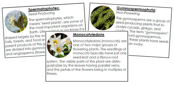 Plant Kingdom Information Cards - Montessori Print Shop