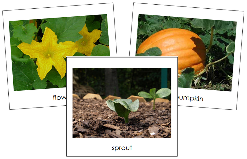 Toddler Pumpkin Life Cycle Cards - Montessori Print Shop