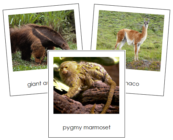 South American Animal Cards - Montessori Print Shop