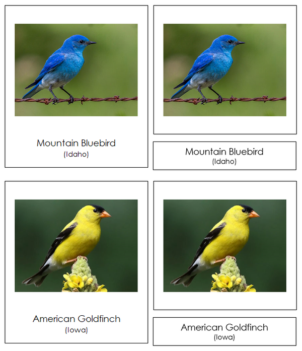 US State Birds - Montessori Print Shop