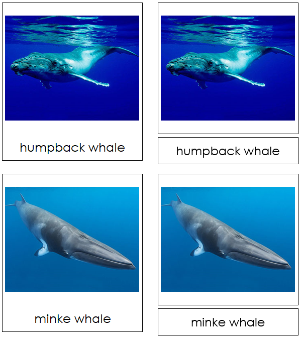 Whales - Montessori Print Shop
